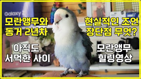 모란앵무 두 마리와 2년째 동거 중이지만 아직도 서먹한 사이 L 모란앵우 키우기 현실적인 조언 그리고 힐링 브이로그 Youtube