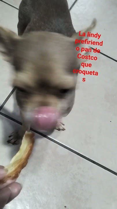 La Lindy Lu Prefiriendo Pan De Costco Que Croquetas 🧐 Youtube