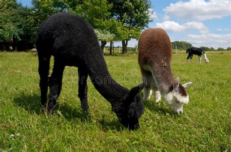 Alpaca With Beautiful Fur Is Often Confused With Llama Photographed In A Bavarian Breeding