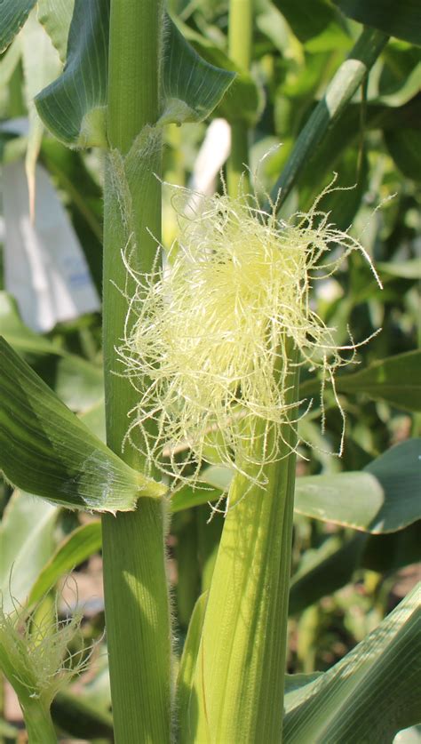 2022 Corn Inbred Lines Release Co481 Agriculturecanadaca