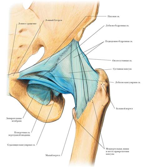 СВЯЗКИ ТАЗОБЕДРЕННОГО СУСТАВА СУСТАВЫ И СВЯЗКИ БОЛЬШОЙ АТЛАС АНАТОМИИ ЧЕЛОВЕКА 2013