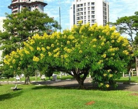 Senna Spectabilis Whitebark Senna Golden Wonder Tree 35 Seeds Perfe