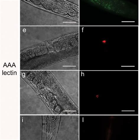 Lectin Staining Of N2 E Pmr 1 Mutant Worms Nematodes Were Stained With Download Scientific