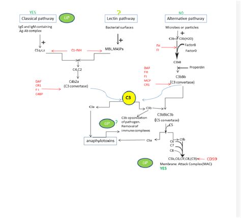 8 Activation Of The Complement System Via Three Different Pathways The Download Scientific
