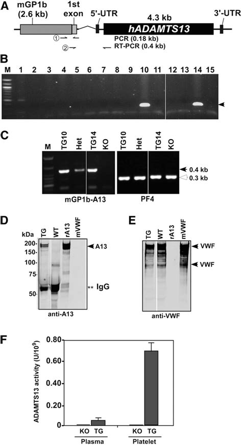 Schematic Transgenic Construct And Characterization Of Transgenic Mice