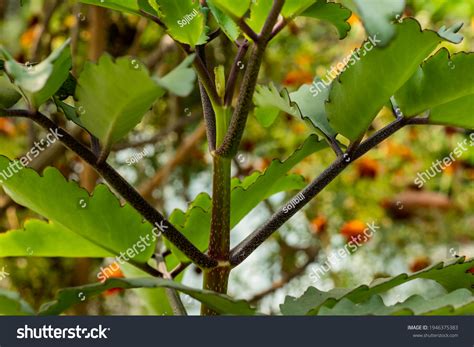 4 Pathor Kuchi 图片、库存照片和矢量图 Shutterstock