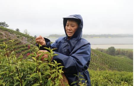 枞阳雨坛镇 明前茶飘香 茶农采摘忙 手机新浪网