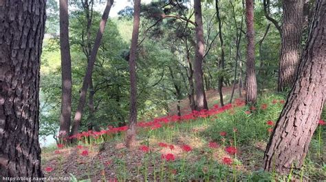 선암호수공원 꽃무릇 Youtube
