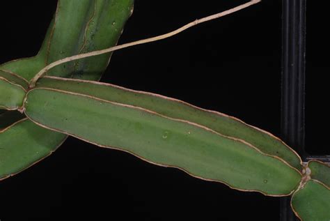 Cissus Quadrangularis Stem Detail Bruce Brethauer Flickr