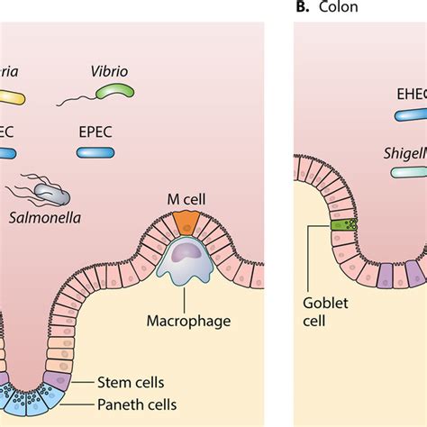 Infection Sites Of Enteric Pathogens In The Gastrointestinal Tract Download Scientific Diagram