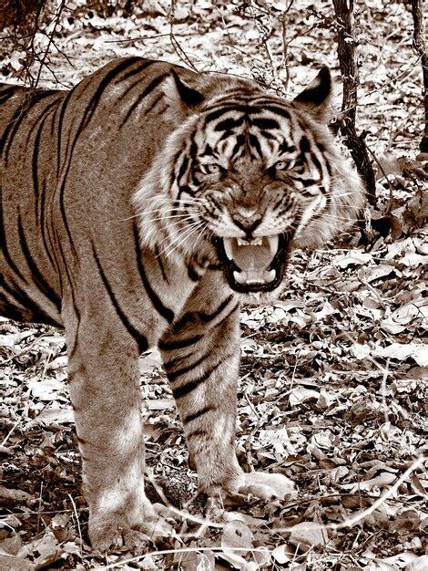 Tiger Imagery Images Free Download On Freepik