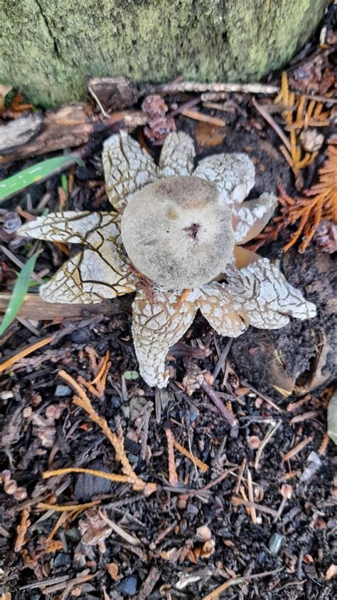 Astraeus Pteridis From Harcourt Park On May 31 2022 At 1238 Pm By