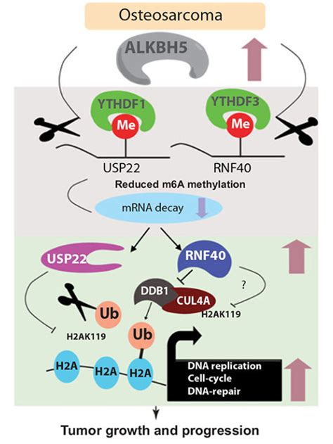易基因｜merip seq揭示m6a rna甲基化通过调控组蛋白泛素化来促进癌症生长和进展 哔哩哔哩