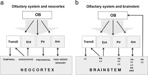 Primary Olfactory Cortex A Connections With Neocortical Areas B Download Scientific Diagram