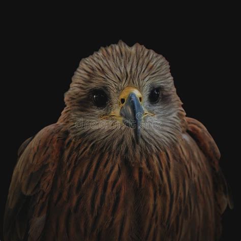 Milvus Migrans Affinis Stock Illustration Illustration Of Blackbrown 272442839