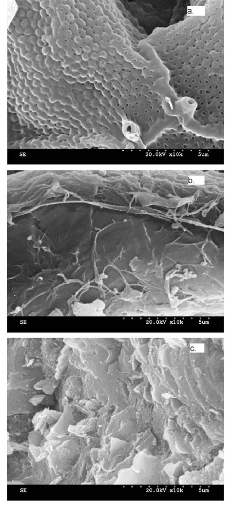 Sems For The Flocs Formed Using Different Coagulantscoagulant Aid