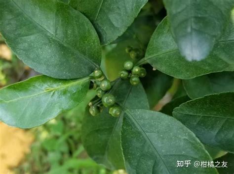 柑橘迟迟不分果是个危险信号什么原因如何补救 知乎