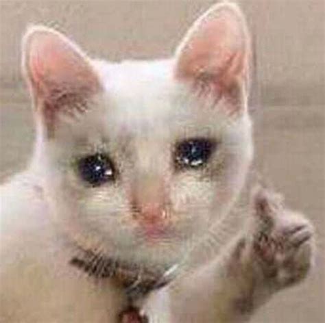 Funny Cats Funnycatsofinstagram Funnycats Fun Cats