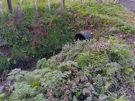Weeds By The Ditch © Oscar Taylor Geograph Britain And Ireland