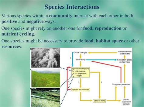 Ppt Section 20 1 Species Interactions Powerpoint Presentation Free