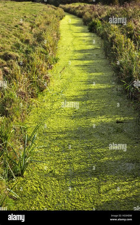Algal Bloom In A Farmland Stream Caused By Fertilizer Runoff Stock