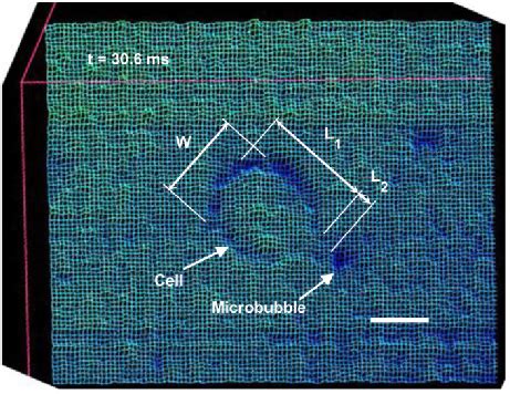 Wireframe Style Surface Plot Of The Cell Membrane Deformation Download Scientific Diagram