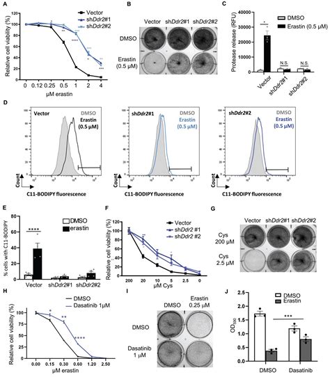 Ddr2 Upregulation Confers Ferroptosis Susceptibility Of Recurrent Breast Tumors Through The