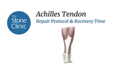Achilles Tendon Repair Exercises Hot Sex Picture