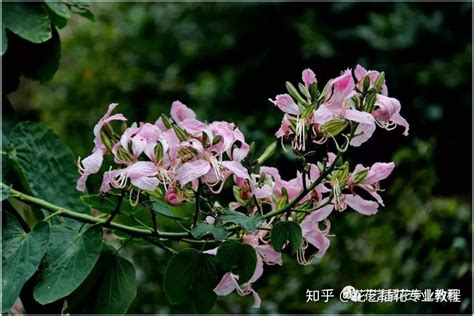 有哪些像含羞草一样十分敏感晚上会闭合的植物 知乎