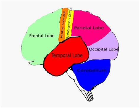 Brain Clipart With Labels Hd Png Download Kindpng
