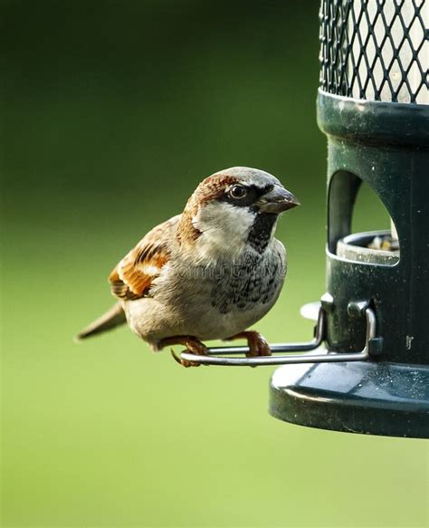 Sparrow Perched On Rock Looking Around Stock Image Image Of Watching Beak 243564293