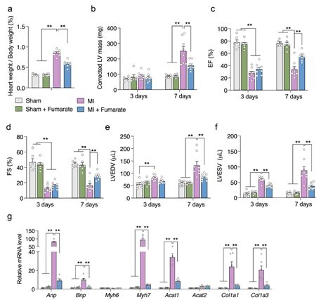 客户案例 Nc：线粒体复合体Ⅱ组装在扩张型心肌病发生中的重要机制 肿瘤细胞 氨基酸代谢 非靶向代谢 脂质 多组学代谢流检测分析 脂肪酸定量