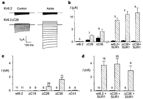A Whole Cell Currents Recorded From An Oocyte Injected With Mrna