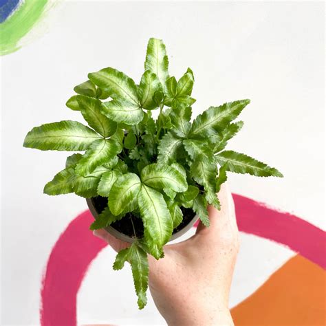 Ribbon Fern Pteris Cretica Mayi British Grown Sprouts Of Bristol