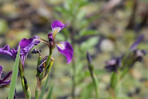 What Is A Wild Iris Mich Wildflowers