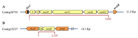 Figure S18 Dissimilatory Nitrate Reductase Nar Operon A