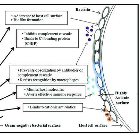 Schematic Representation Of Various Functions Of Gram Negative