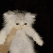 Bald Cat S Tenor