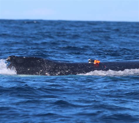 Gps Suction Tracker Puts Whales On Radar Mirage News