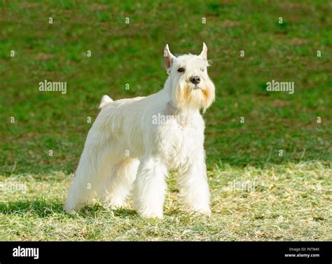How To Keep Miniature Schnauzer Beard White