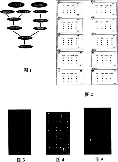 Pathogenic Microorganism Dna Detecting Chip And Preparation Method And Application Thereof