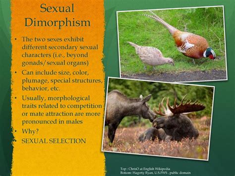 Sexual Dimorphism In Snapping Shrimps Ppt Download
