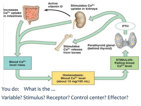 Control Center Definition Anatomy And Physiology At Rodger Morales Blog