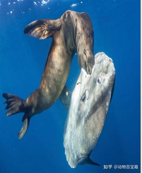 世界上最蠢的鱼，被咬后也不会逃跑，翻车鱼为何能存活至今？ 知乎