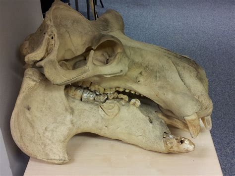 Rvcs Anatomy Museum Part 2 Whats In Johns Freezer