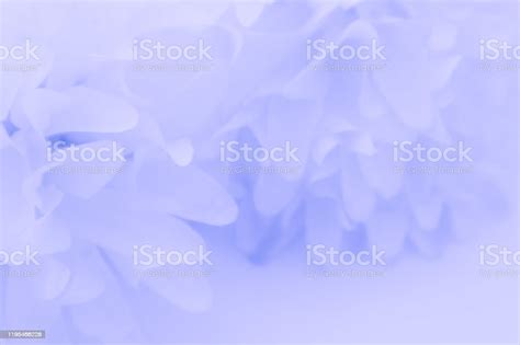 흰색 배경과 밝은 파란색 꽃 프레임과 보라색 잎 질감 파란색 배경에 아름다운 추상 색상 보라색과 파란색 꽃 0명에 대한 스톡 사진 및 기타 이미지 Istock