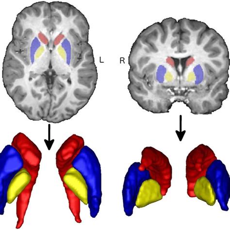 U Shaped Dose Response Curve Characteristic Of Essential Nutrients For Download Scientific