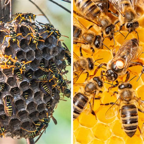 7 Differences Between Wasp Nests And Bee Nests Pest Control