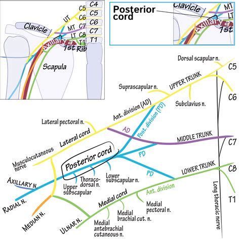 Gross Anatomy Glossary Brachial Plexus Cord Posterior Cord Ditki Medical And Biological Sciences