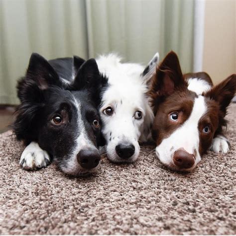 Пин на доске Просто собаки Фотографии животных Бордер колли Самые милые животные